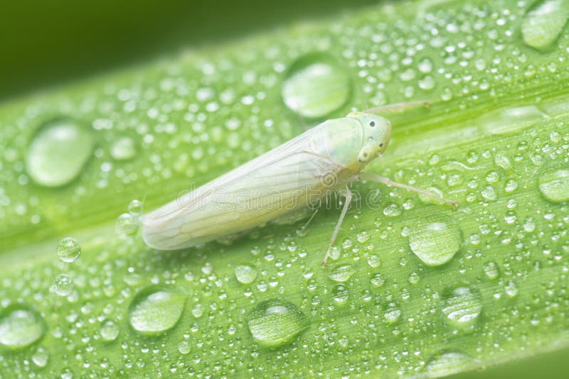 301 White Leafhopper Stock Photos - Free & Royalty-Free Stock Photos ...