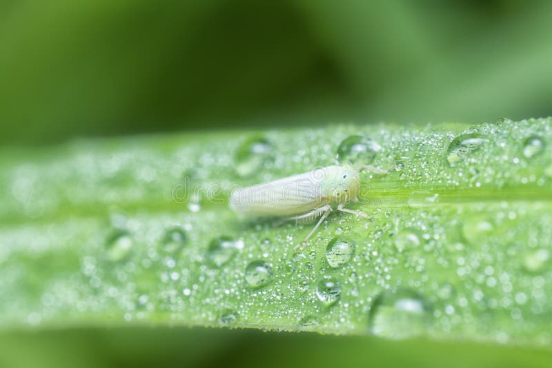 Tiny White Plantpot Parasol Fungi Stock Image - Image of humid ...