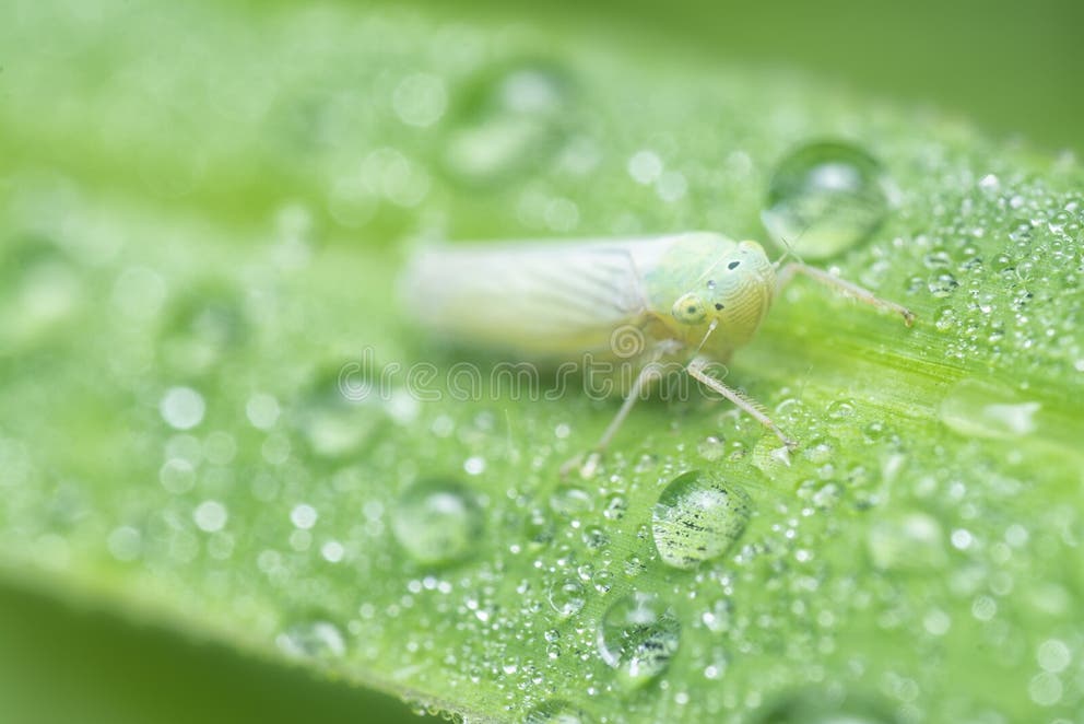Close Shot of the Tiny White Leafhopper Stock Image - Image of hopper ...
