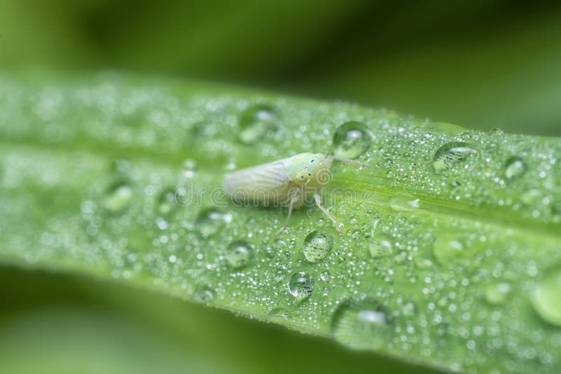 301 White Leafhopper Stock Photos - Free & Royalty-Free Stock Photos ...