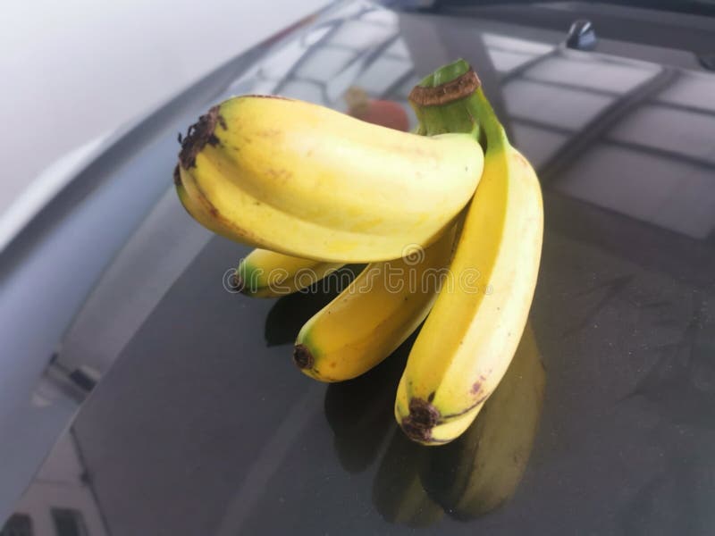 Two Piece of Cavendish Banana in a Single Finger. Stock Photo - Image ...