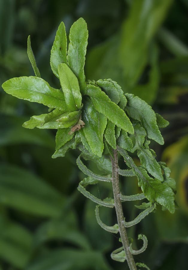 Close Shot of the Infected Coiled Fern Frond Leaf. Stock Photo - Image ...