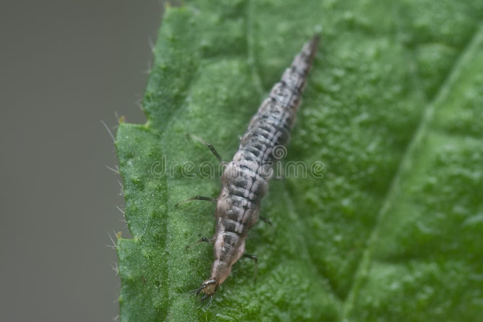 Close Shot of the Lacewing Larva Stock Image - Image of triangularis ...