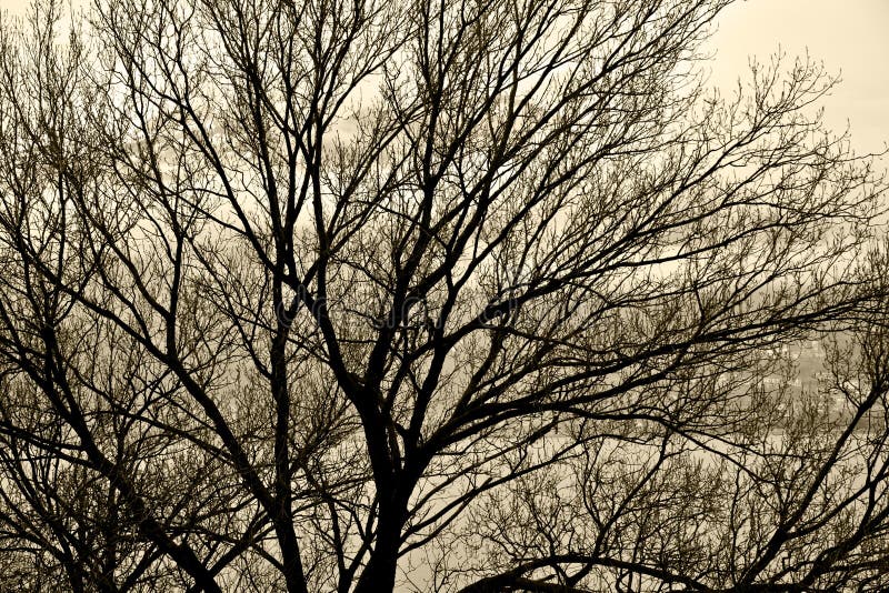 Close Shot of a Leafless Tree with a Clear Sky in the Background Stock ...