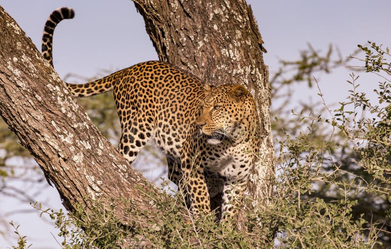 Close Shot of Leopard Up a Tree Stock Photo - Image of cheetah, resting ...