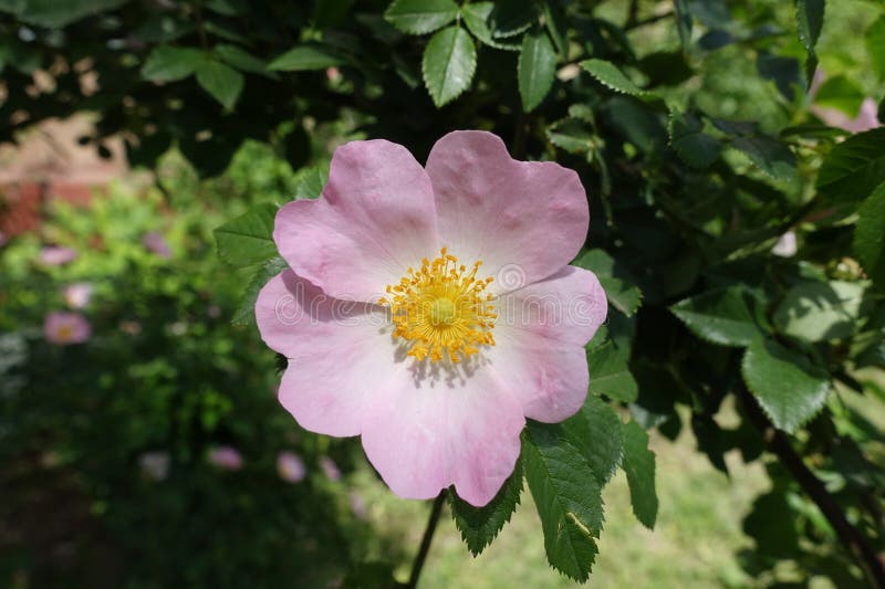 Close Shot of Light Pink Flower of Dog Rose in May Stock Photo - Image ...