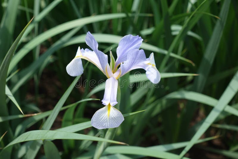 Close Shot of Light Violet Flower of Iris in Spring Stock Image - Image ...