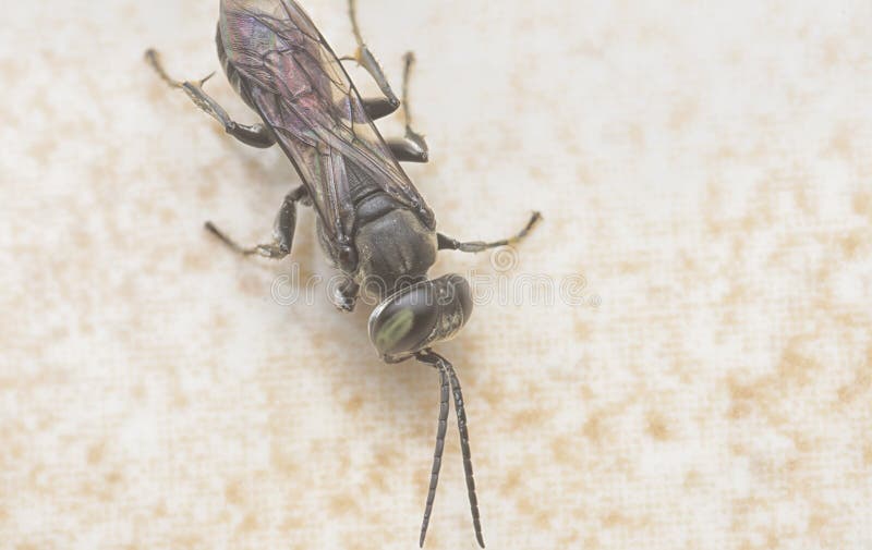 Close Shot of the Liris Subtesselatus Wasp Stock Photo - Image of ...