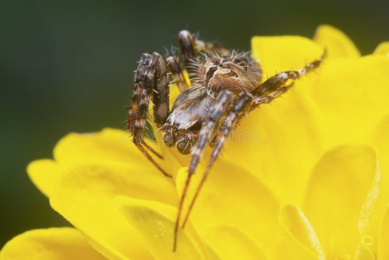 Close Shot of the Male Neoscona Spider Stock Photo - Image of flower ...