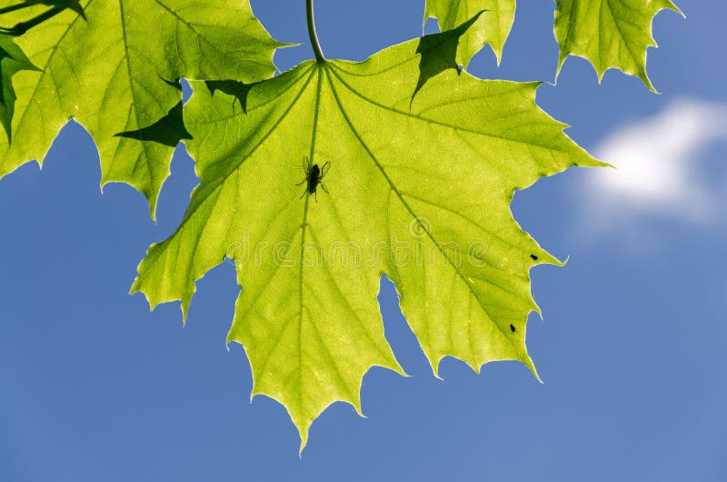 Close Shot of Maple Leaf with Fly Sitting on it in Front of Blue Sky ...