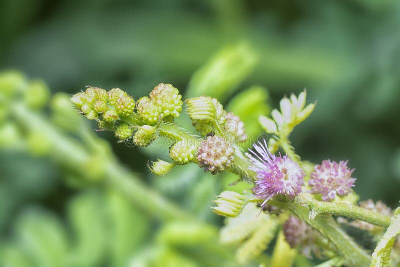 Close Shot of Mimosa Invisa Giant Sensitive Plant Giant Stock Photo ...