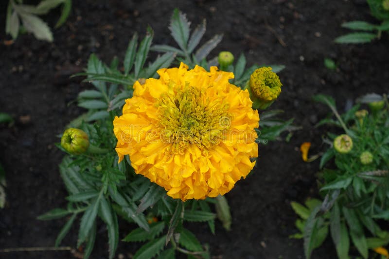 Close Shot of One Orange Flower of Tagetes Erecta Stock Photo - Image ...