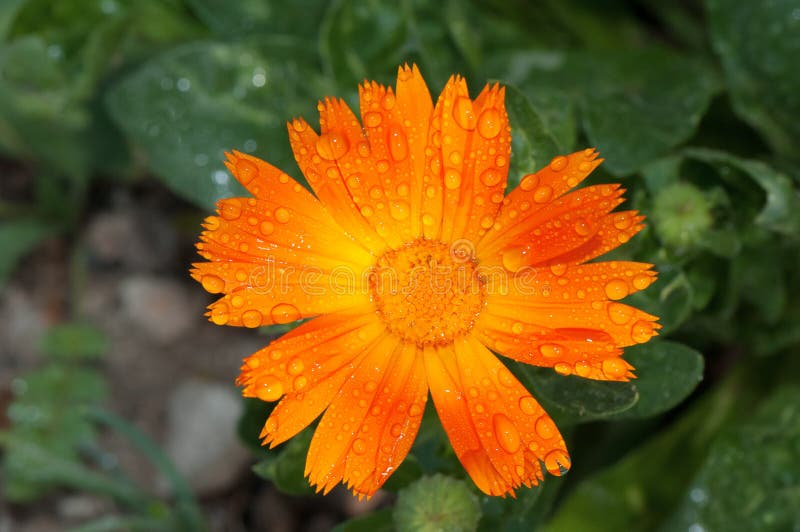 Orange aster stock image. Image of love, gerbera, organic - 29769787