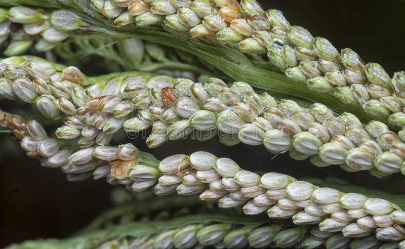 Close Shot of the Paspalum Stalk Seed Stem. Stock Image - Image of ...