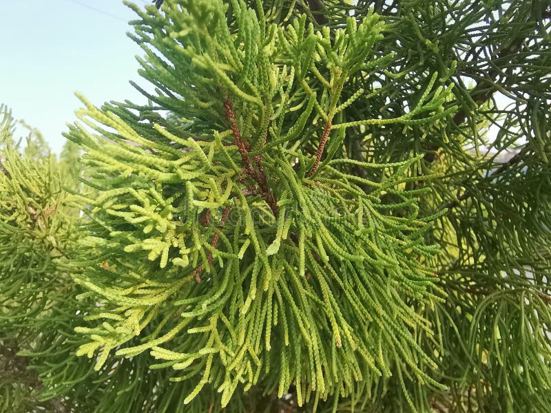 Close Shot Patterns of Juniper Chinensis Pine Leaves. Stock Image ...