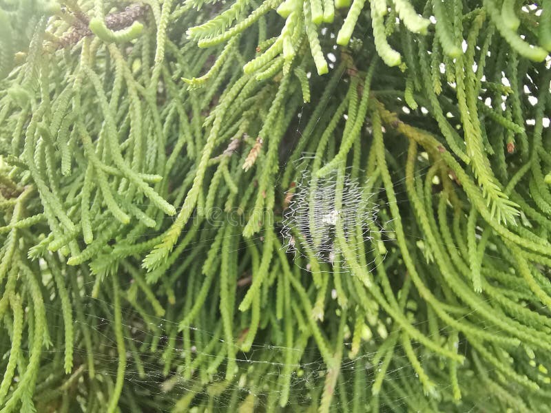 Close Shot Patterns of Juniper Chinensis Pine Leaves. Stock Photo ...