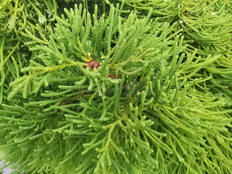 Close Shot Patterns of Juniper Chinensis Pine Leaves. Stock Image ...