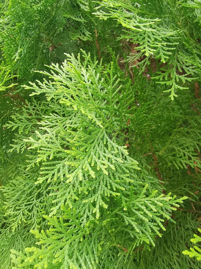 Close Shot Patterns of Platycladus Orientalis Leaves. Stock Photo ...