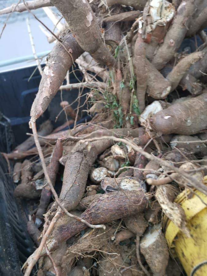 A Truck of Raw Tapioca Root Stock Image - Image of brown, appetizer ...