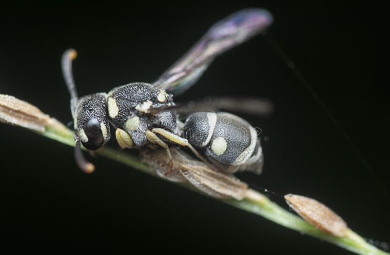 Close Shot of the Potter Wasp. Stock Photo - Image of animal, closeup ...