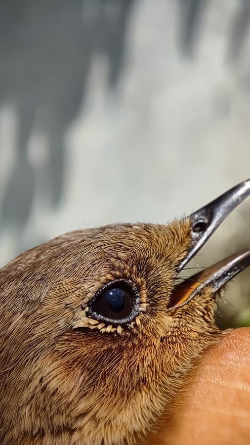 Ramf Stock Photos - Free & Royalty-Free Stock Photos from Dreamstime