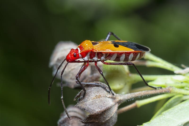 Close Up with the Red Dysdercus Cingulatus. Stock Image - Image of ...