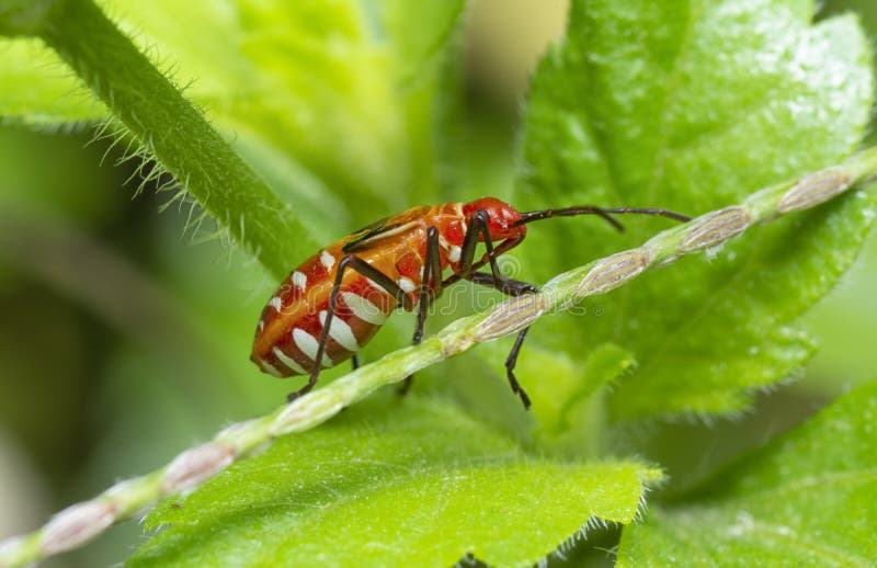 Close Shot of the Red Dysdercus Cingulatus Stock Photo - Image of color ...