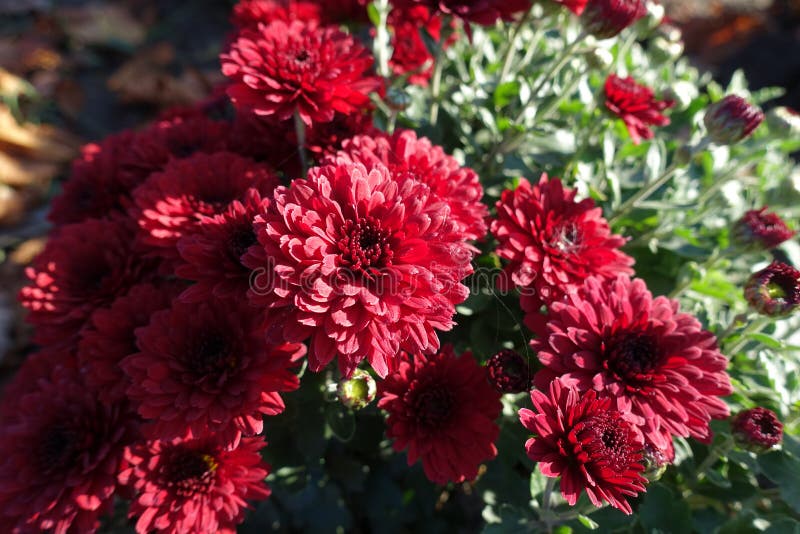 Maroon Flowers Of Chrysanthemum In The Fence Stock Image - Image of ...