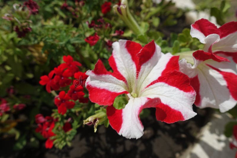 Petunia Bicolor stock image. Image of blooming, combined - 79869595