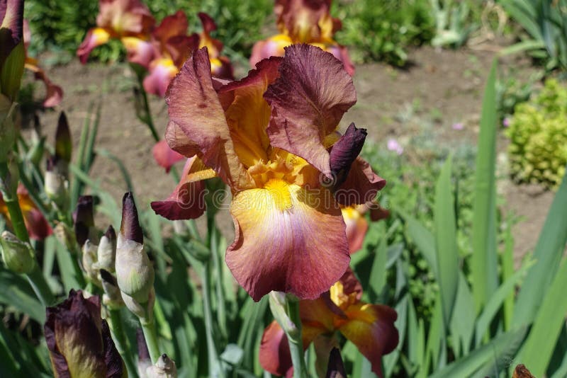 Close Shot of Red and Yellow Flower of Iris Germanica Stock Photo ...