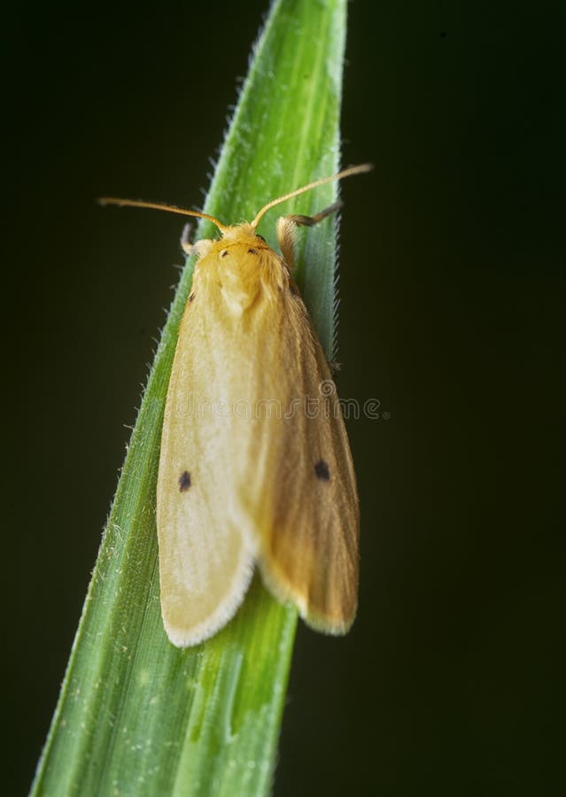 Close Shot of the Rice Yellow Stem Borer Moth Stock Image - Image of ...
