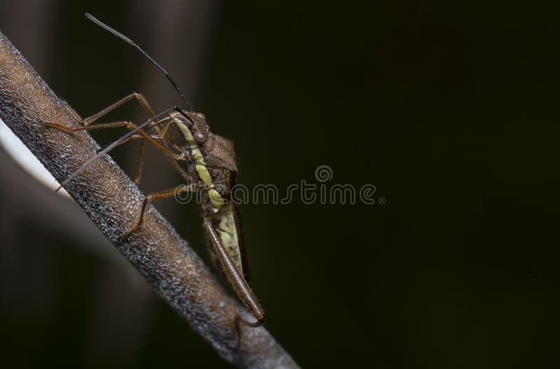 Close Shot of the Riptortus Linearis Bug. Stock Photo - Image of garden ...