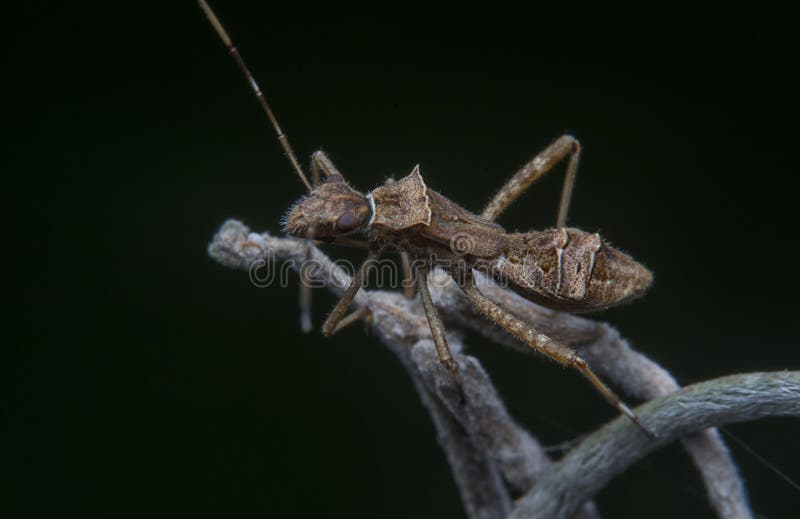Close Shot of the Riptortus Linearis Bug. Stock Image - Image of ...