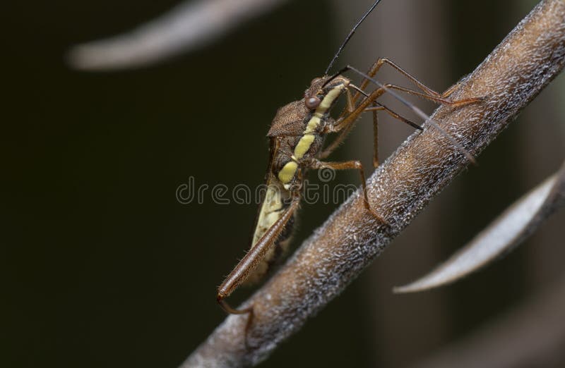 Close Shot of the Riptortus Linearis Bug. Stock Image - Image of ...
