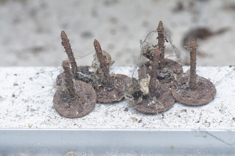 Thumbtack Nails Stock Photos - Free & Royalty-Free Stock Photos from ...