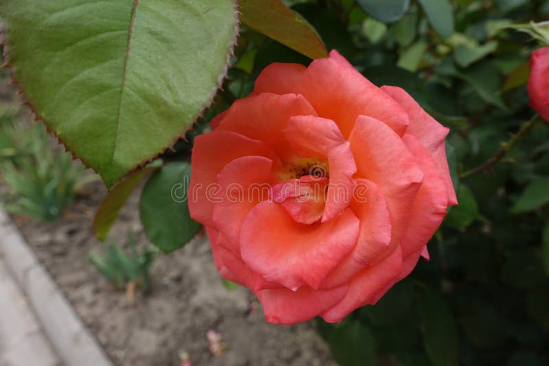 Close Shot of Salmon Pink Flower of Rose Stock Image - Image of pink ...