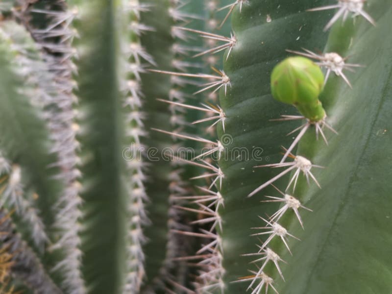125 Barbed Wire Cactus Stock Photos - Free & Royalty-Free Stock Photos ...