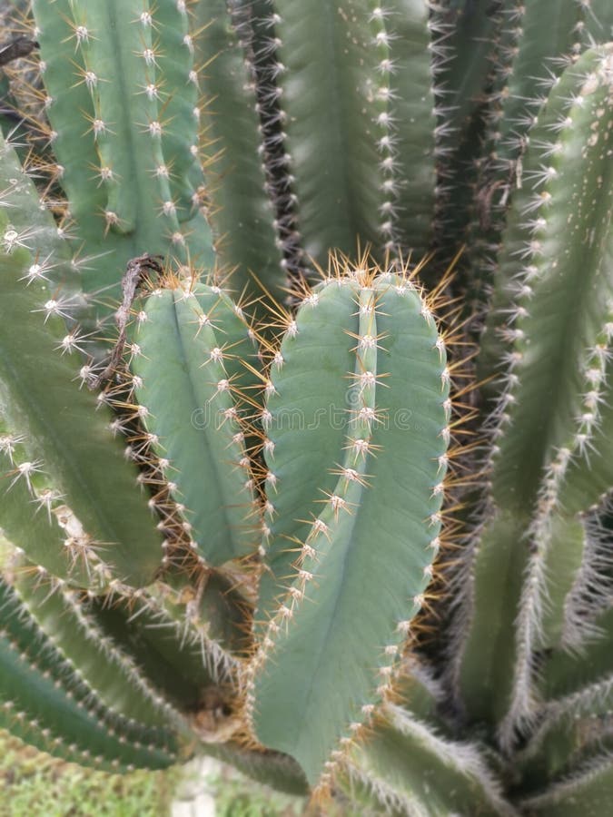 Close Shot of Barbed-wire Cactus Stock Photo - Image of baja, detail ...