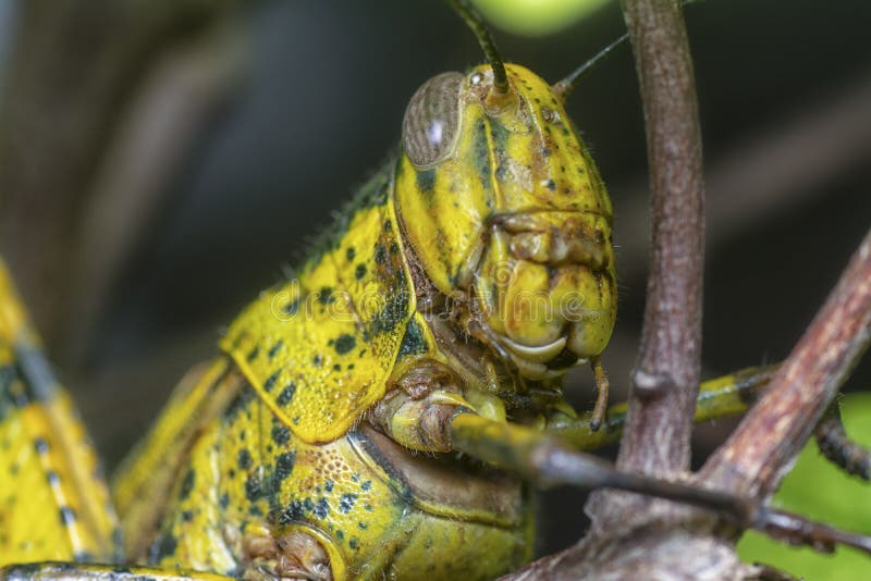 689 Grasshopper Mouth Photos - Free & Royalty-Free Stock Photos from ...