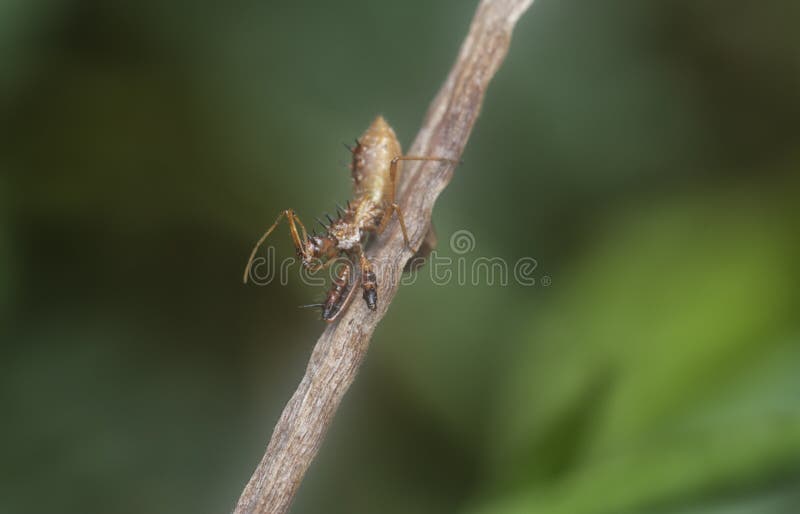 Close Up an Assassin Bug (Epidaus Famulus, Harpactorinae, Reduviidae ...
