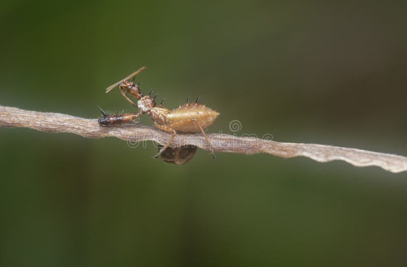 Close Up an Assassin Bug (Epidaus Famulus, Harpactorinae, Reduviidae ...