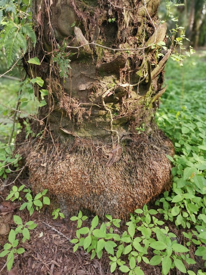 Close Shot of the Oil Palm Root Stock Photo - Image of exotic, ecology ...