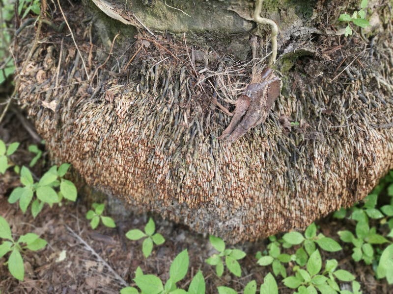 Close Shot of the Oil Palm Root Stock Image - Image of chunk, habitat ...