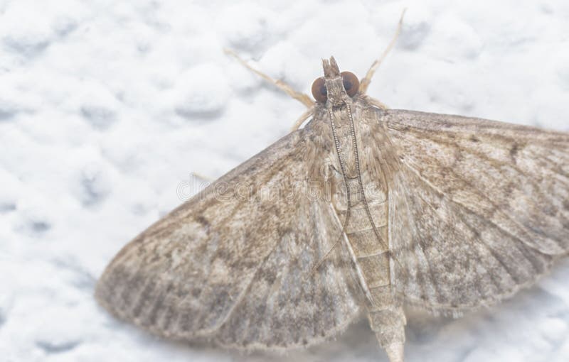 Close Shot of the Tiny Brown Herpetogramma Grass Moth Stock Photo ...