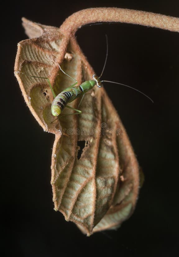 The Tiny or Nymph Praying Mantis Perching on the Light Brown Leaves ...