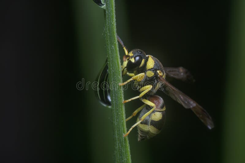 Close Shot of the Tropical Paper Wasp Stock Image - Image of outdoor ...
