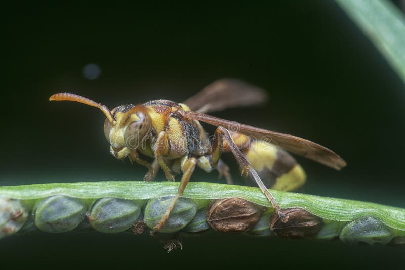 Close Shot of the Tropical Paper Wasp Stock Photo - Image of legs, pest ...