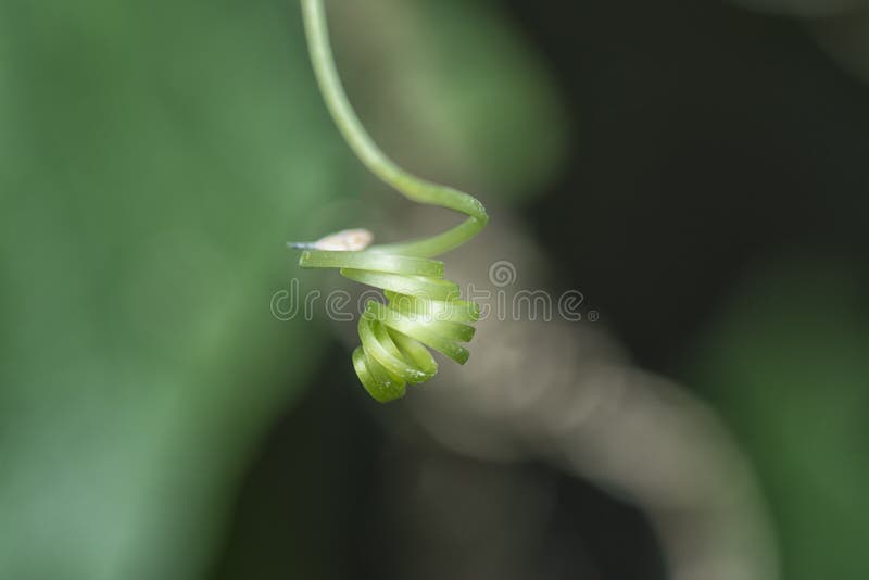 Close Shot of the Twisting Tendril Plant Stock Image - Image of ...