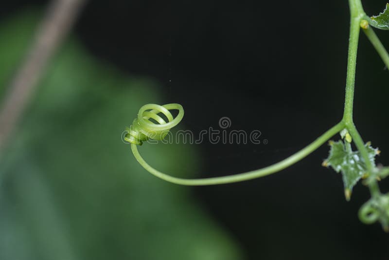 Close Shot of the Twisting Tendril Plant Stock Image - Image of branch ...