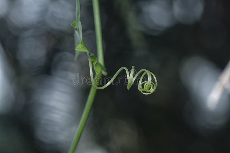 Close Shot of the Twisting Tendril Plant Stock Image - Image of climber ...